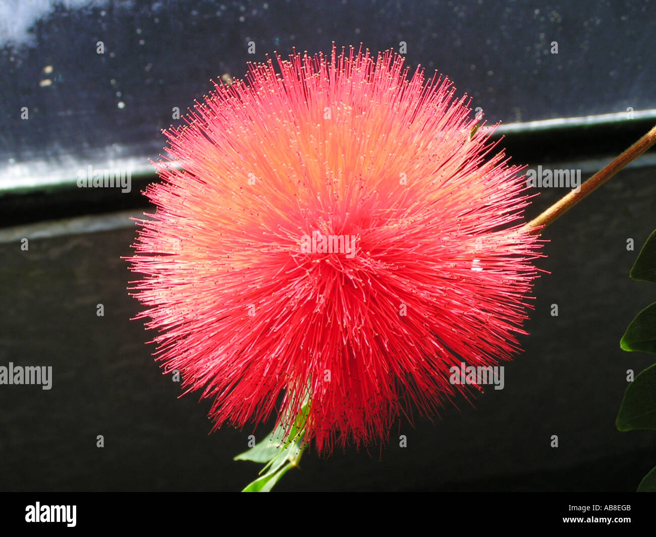 powderpuff tree (Calliandra tweedii), inflorescence Stock Photo - Alamy
