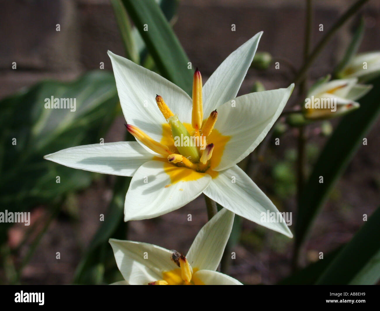 Turkistan tulip hi-res stock photography and images - Alamy