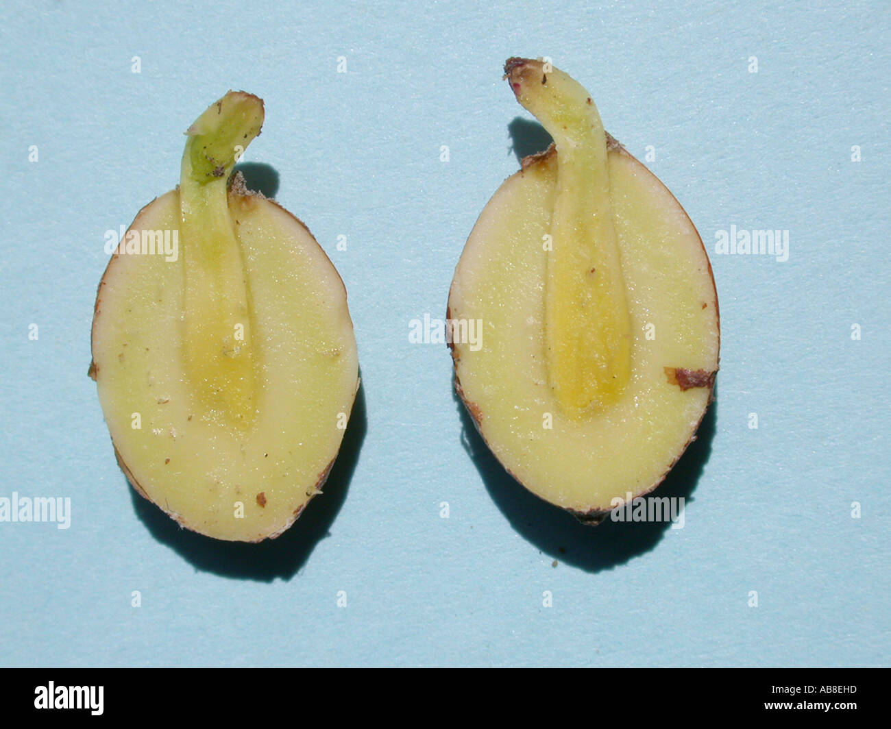 maidenhair tree, Ginkgo Tree, Gingko Tree, Ginko Tree (Ginkgo biloba ...