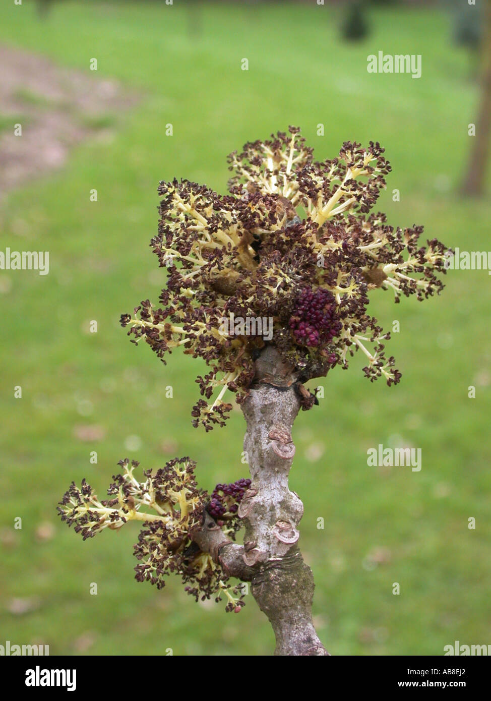 common ash, European ash (Fraxinus excelsior), inflorescences Stock ...