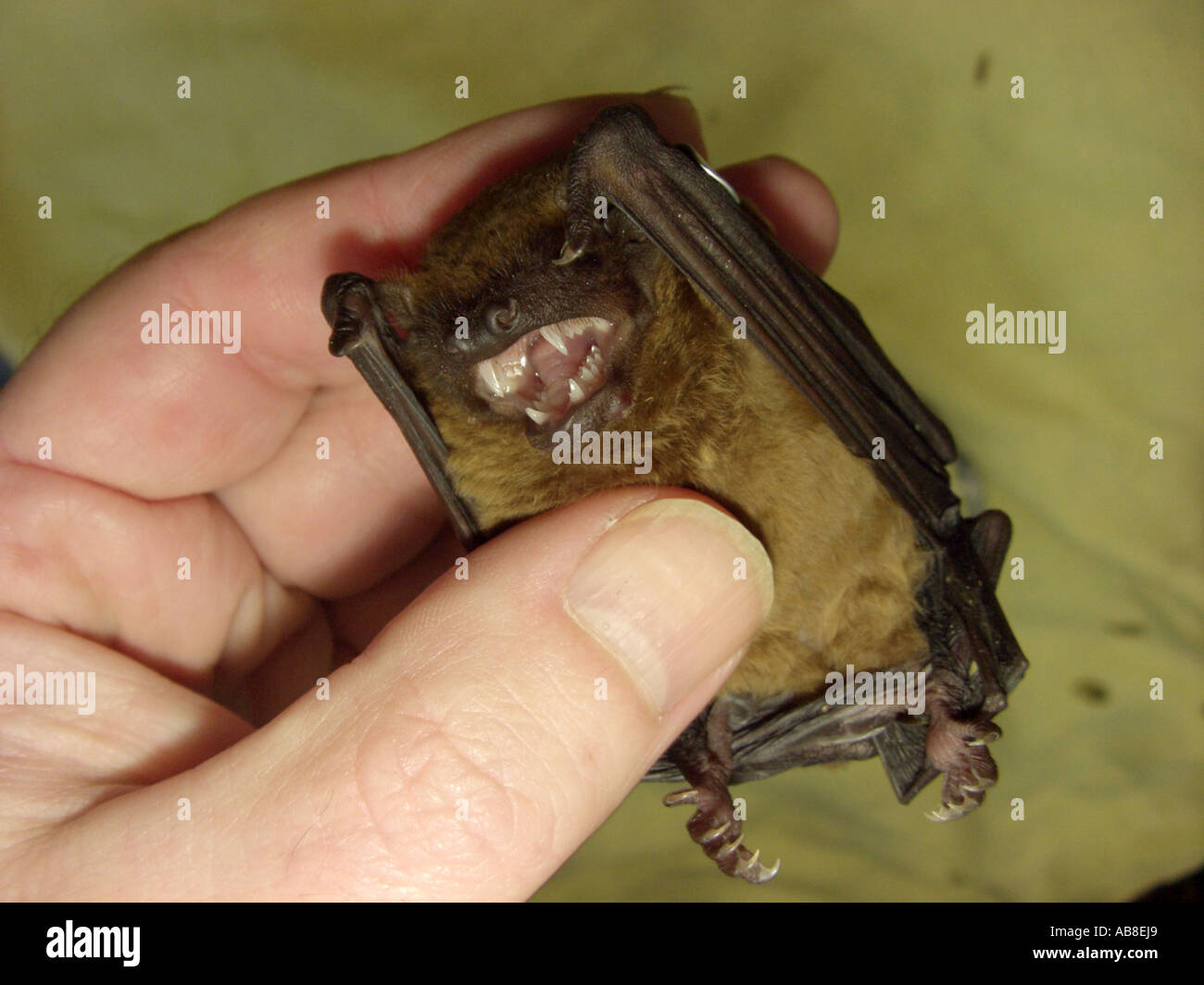 Noctule bat nyctalus noctula hi-res stock photography and images - Alamy