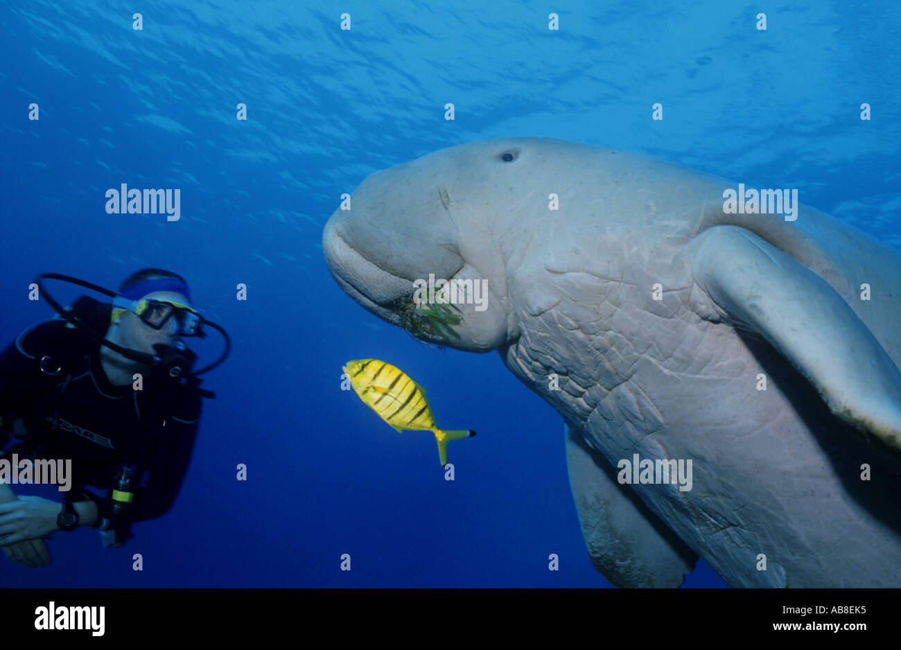 sea cow, dugong (Dugong dugon), with pilotfishes and diver, Red Sea ...