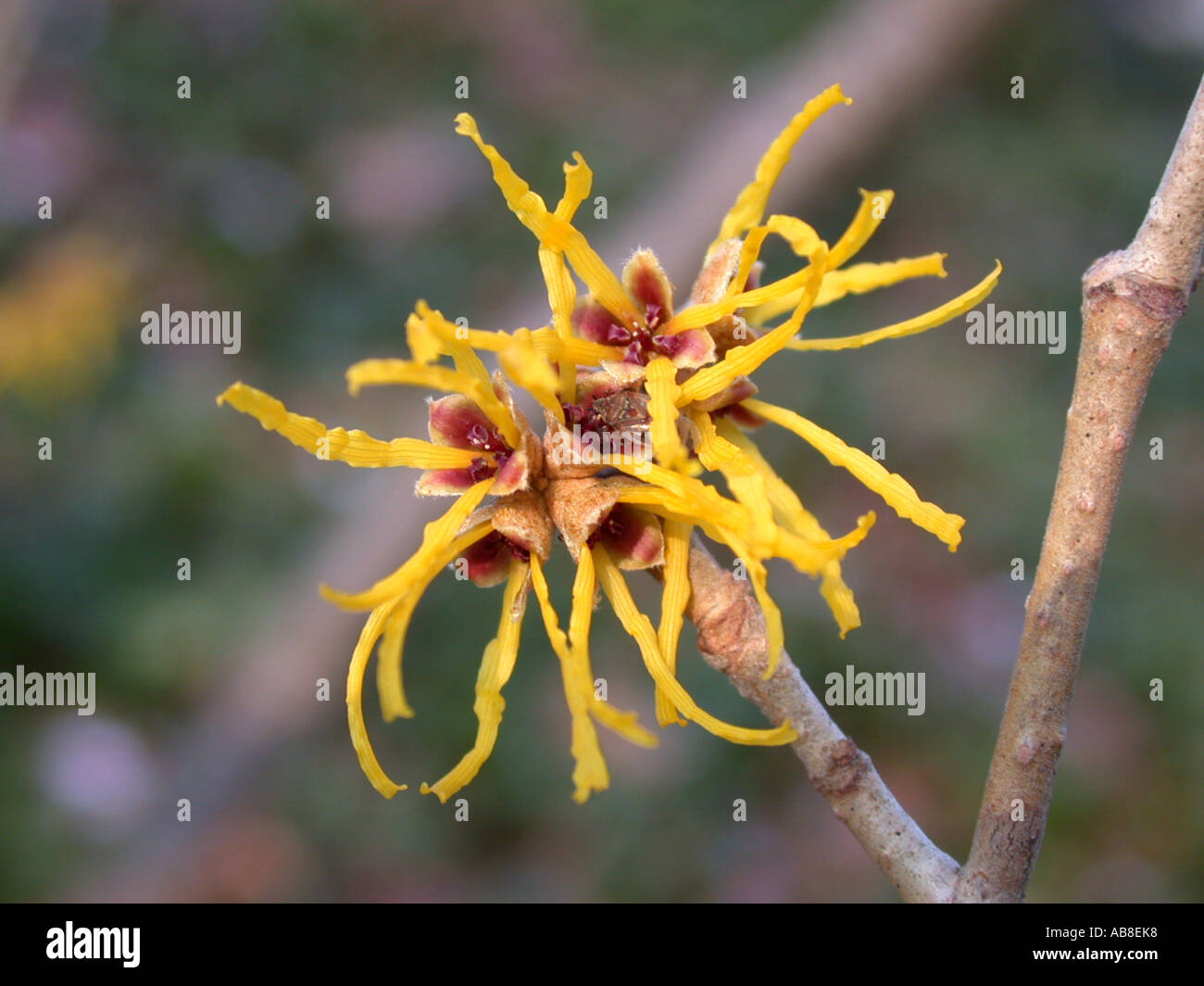 Japanese witch hazel (Hamamelis japonica), inflorescence Stock Photo ...