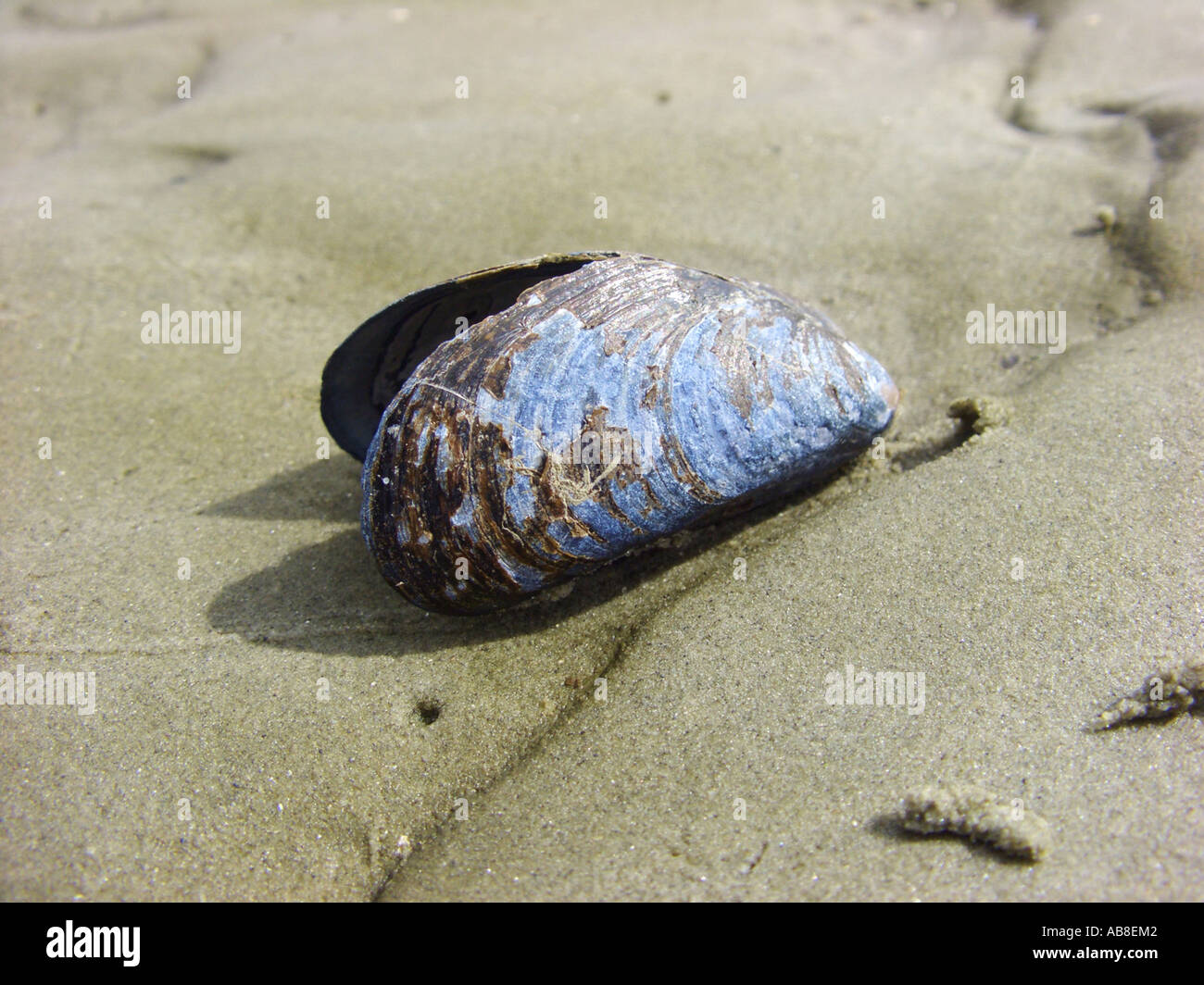 blue mussel, bay mussel, common mussel, common blue mussel (Mytilus ...