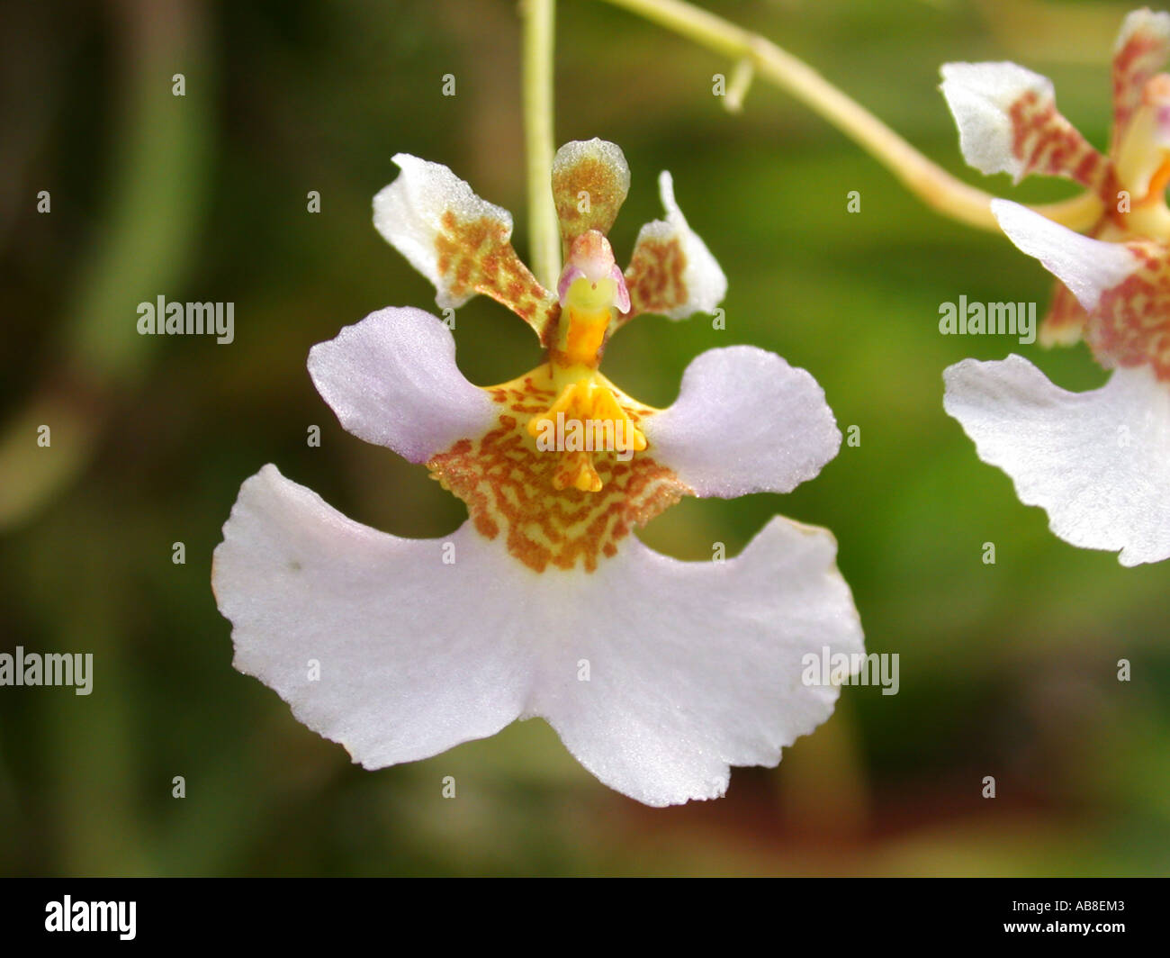 flower Oncidium variegatum Stock Photo - Alamy