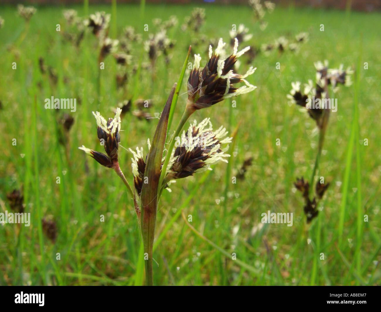 field wood-rush, sweeps brush (Luzula campestris), inflorescence Stock ...