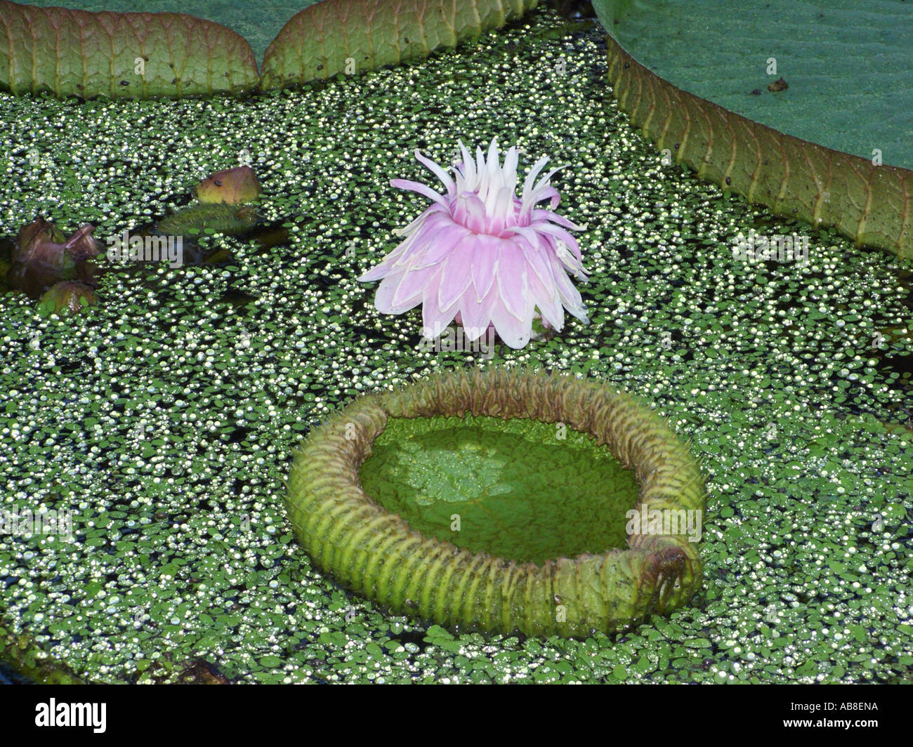 Santa Cruz Water Lily (Victoria cruziana), flower and leaf ...