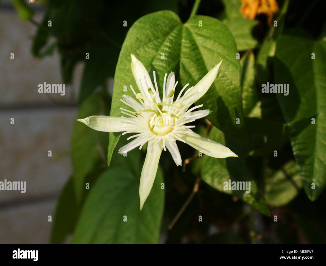 Capsule-Fruited Passion Passiflora capsularis Vanilla cream Stock Photo ...