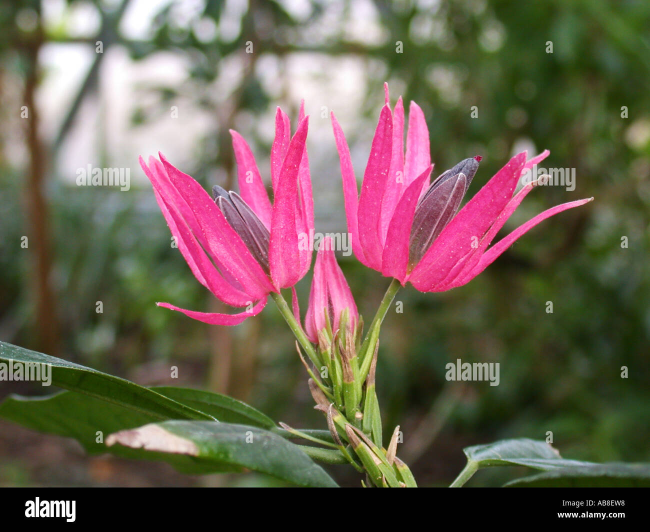 Brazilian candle pavonia multiflora hi-res stock photography and images ...