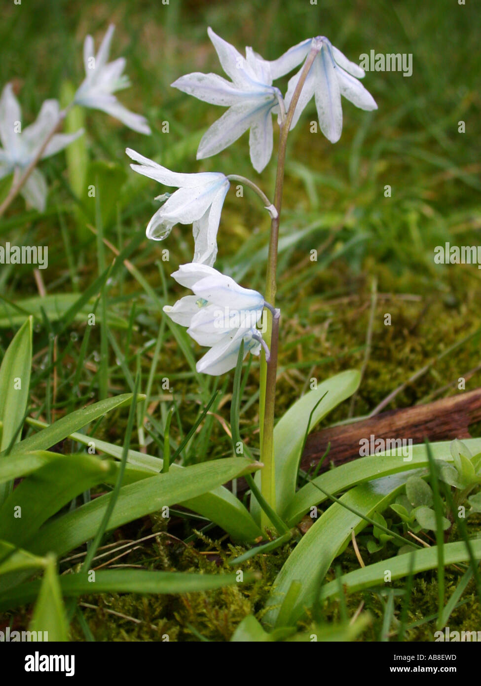 early scilla, white squill (Scilla mischtschenkoana, Scilla ...