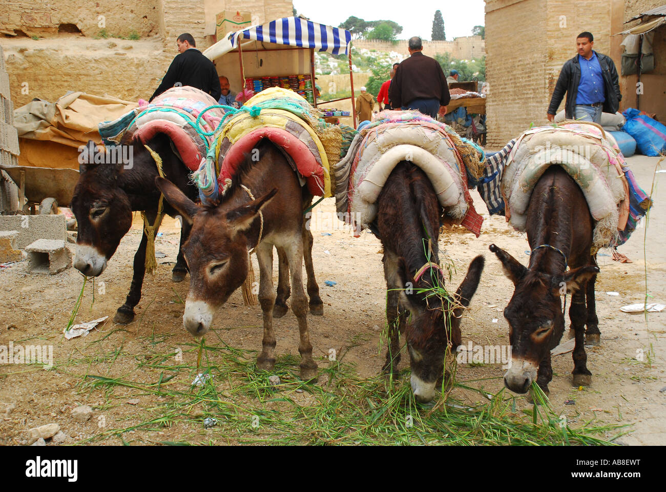 Donkeys in the old Medina Fez Morocco Stock Photo - Alamy