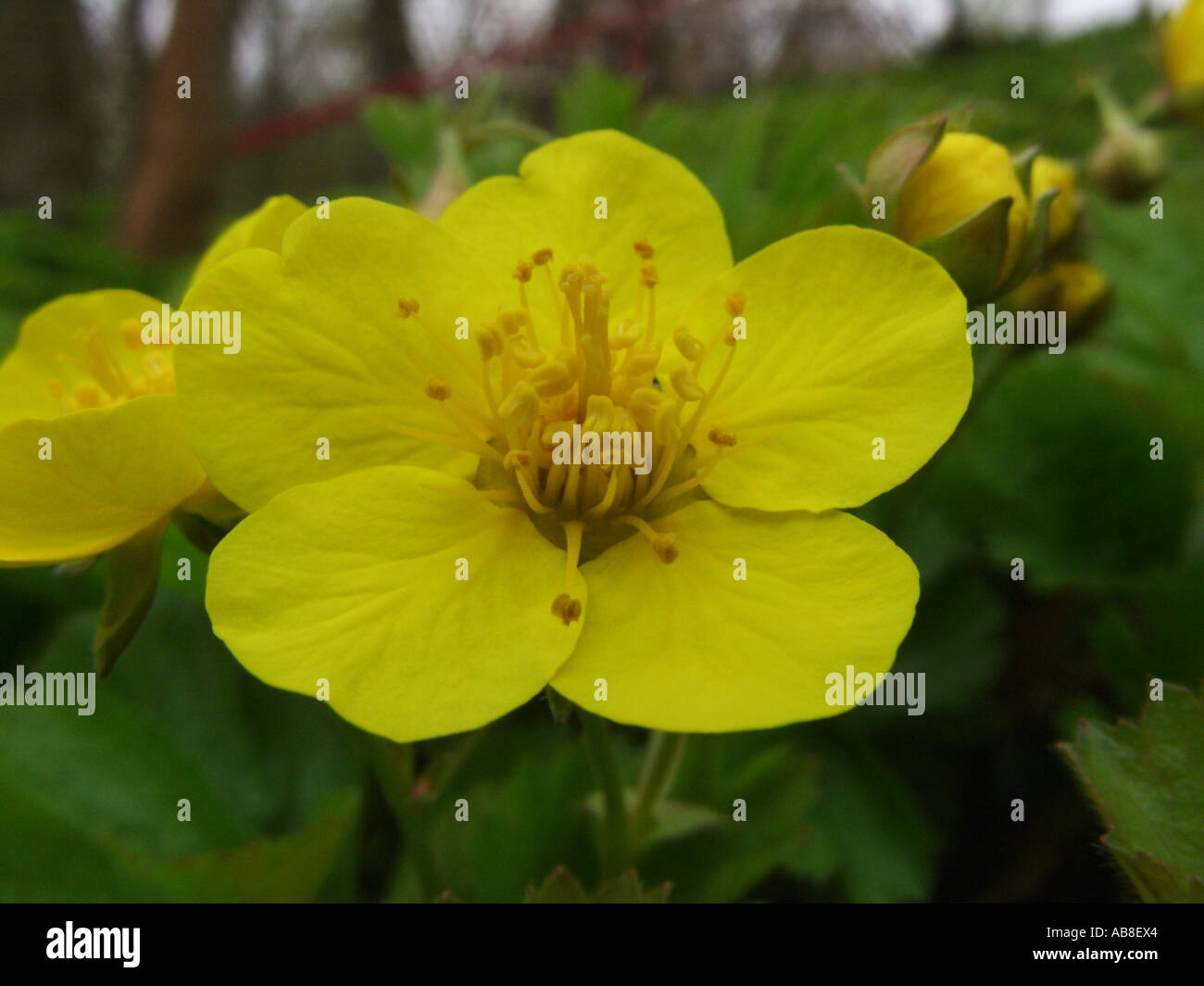 barren strawberry Waldsteinia ternata flower Stock Photo - Alamy