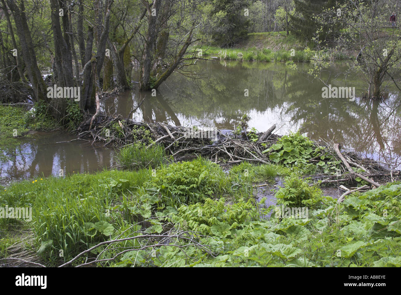 Beaver dam europe hi-res stock photography and images - Alamy