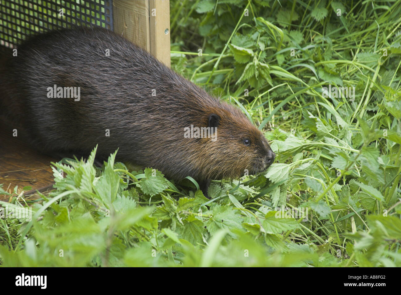 Eurasian beaver, European beaver (Castor fiber), at setting free ...