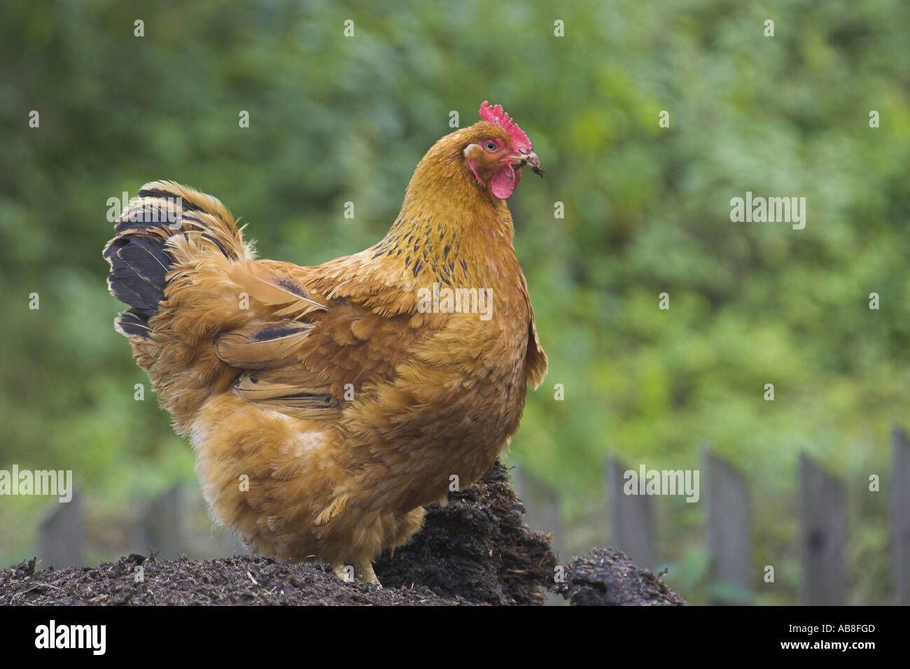 domestic fowl (Gallus gallus f. domestica), hen on the dung hill ...