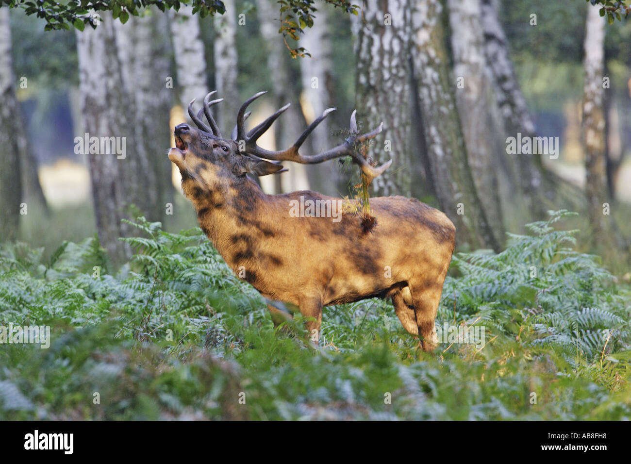 deers, cervids (Cervidae), stag belling in fern, Germany, Hesse Stock ...