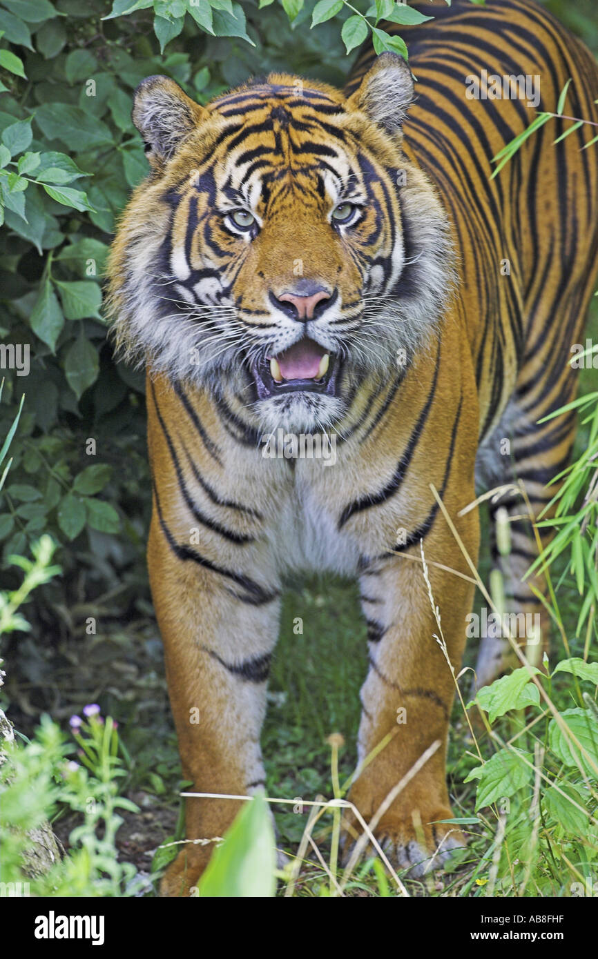 Sumatran tiger (Panthera tigris sumatrae), standing in bushes, Germany ...