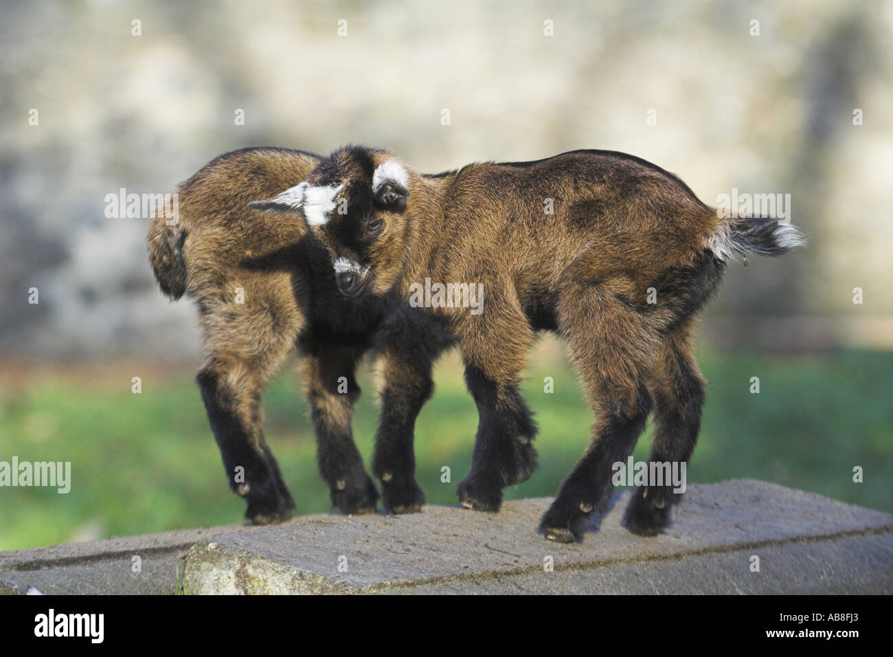 Young goatlings hi-res stock photography and images - Alamy