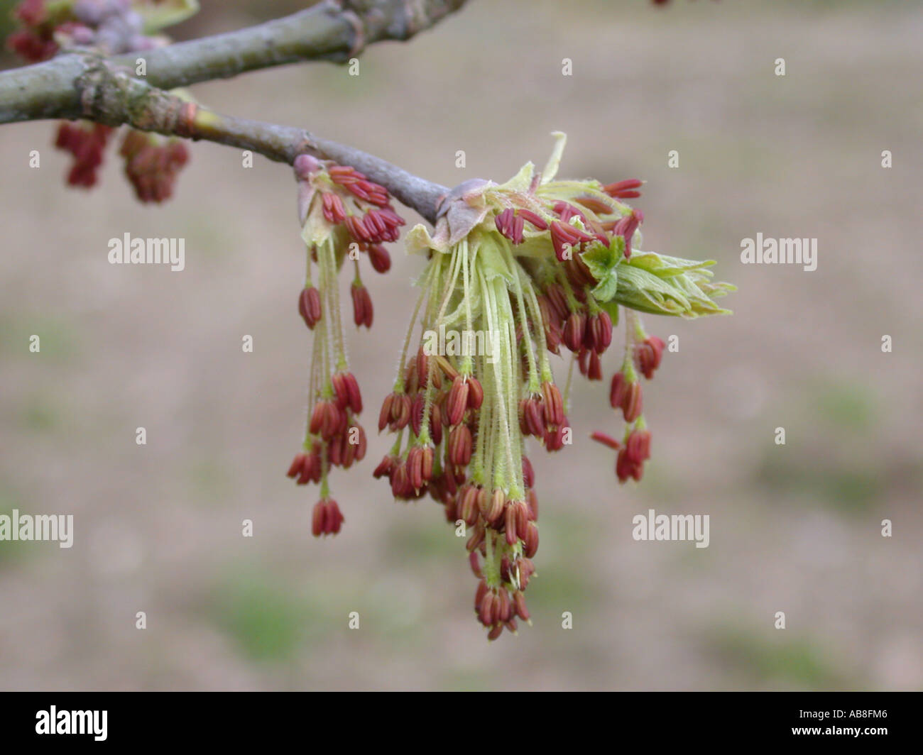 ashleaf maple, box elder (Acer negundo), male flowers Stock Photo - Alamy