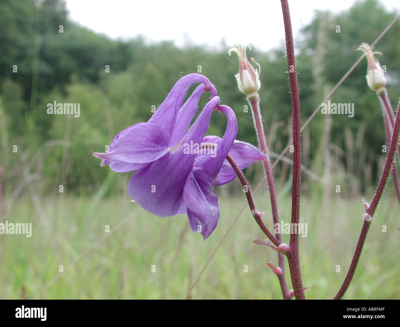 European columbine (Aquilegia vulgaris), wild form on a dry meadow ...