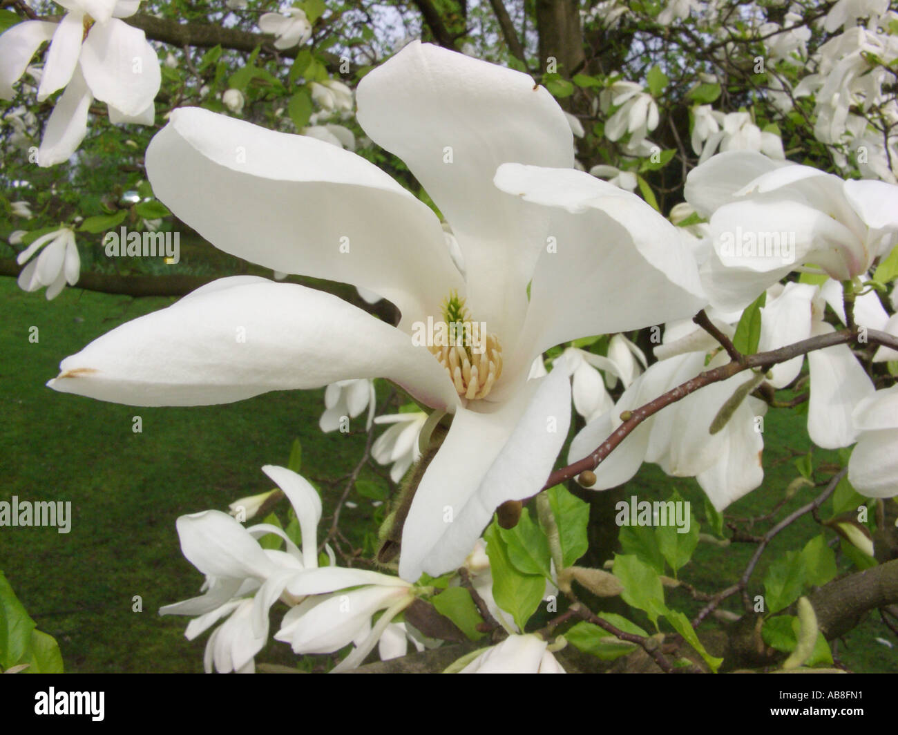 Magnolia kobus trees hi-res stock photography and images - Alamy