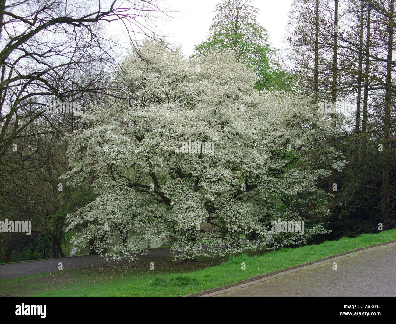 Magnolia kobus trees hi-res stock photography and images - Alamy