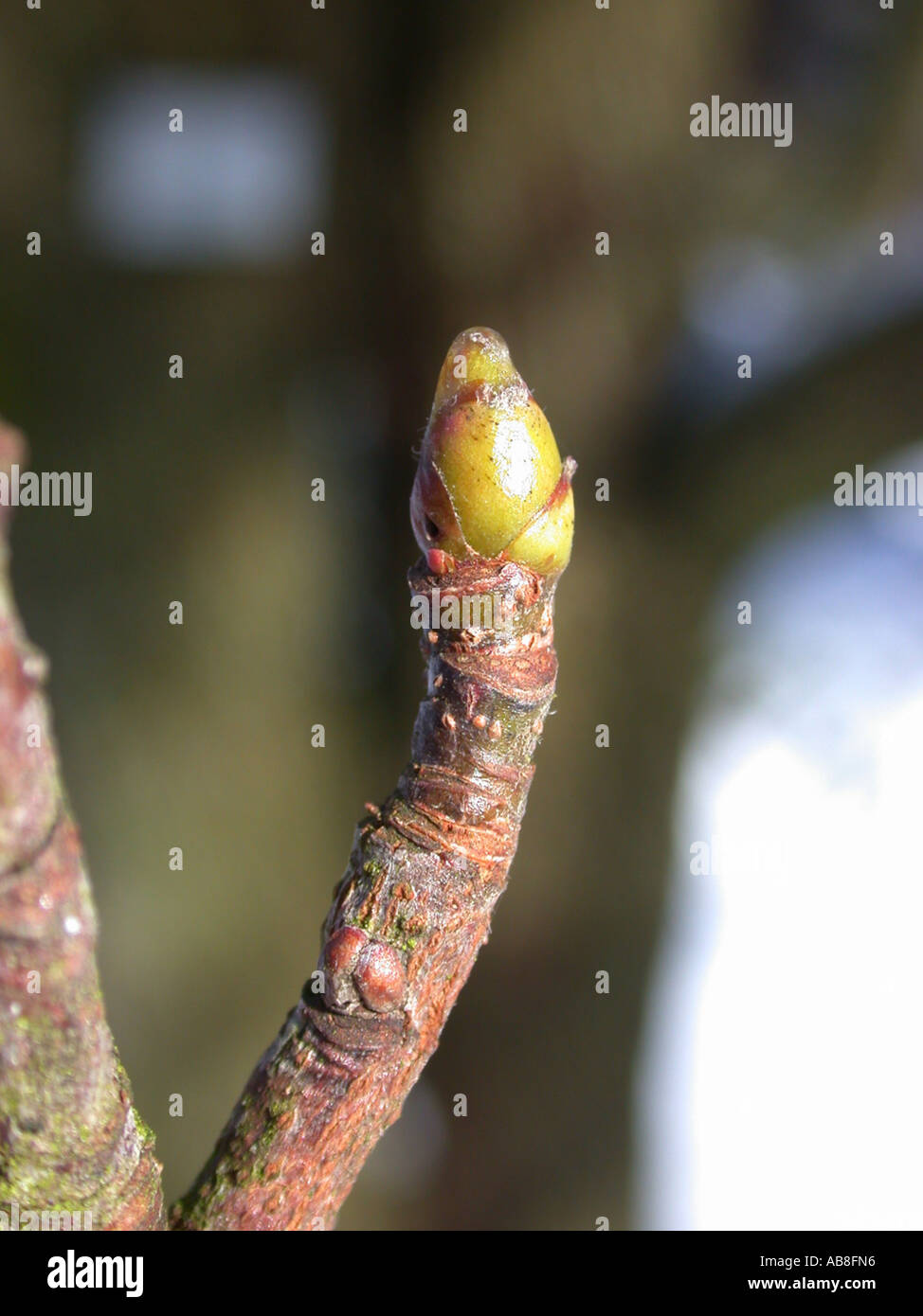 service-tree (Sorbus domestica), bud Stock Photo - Alamy
