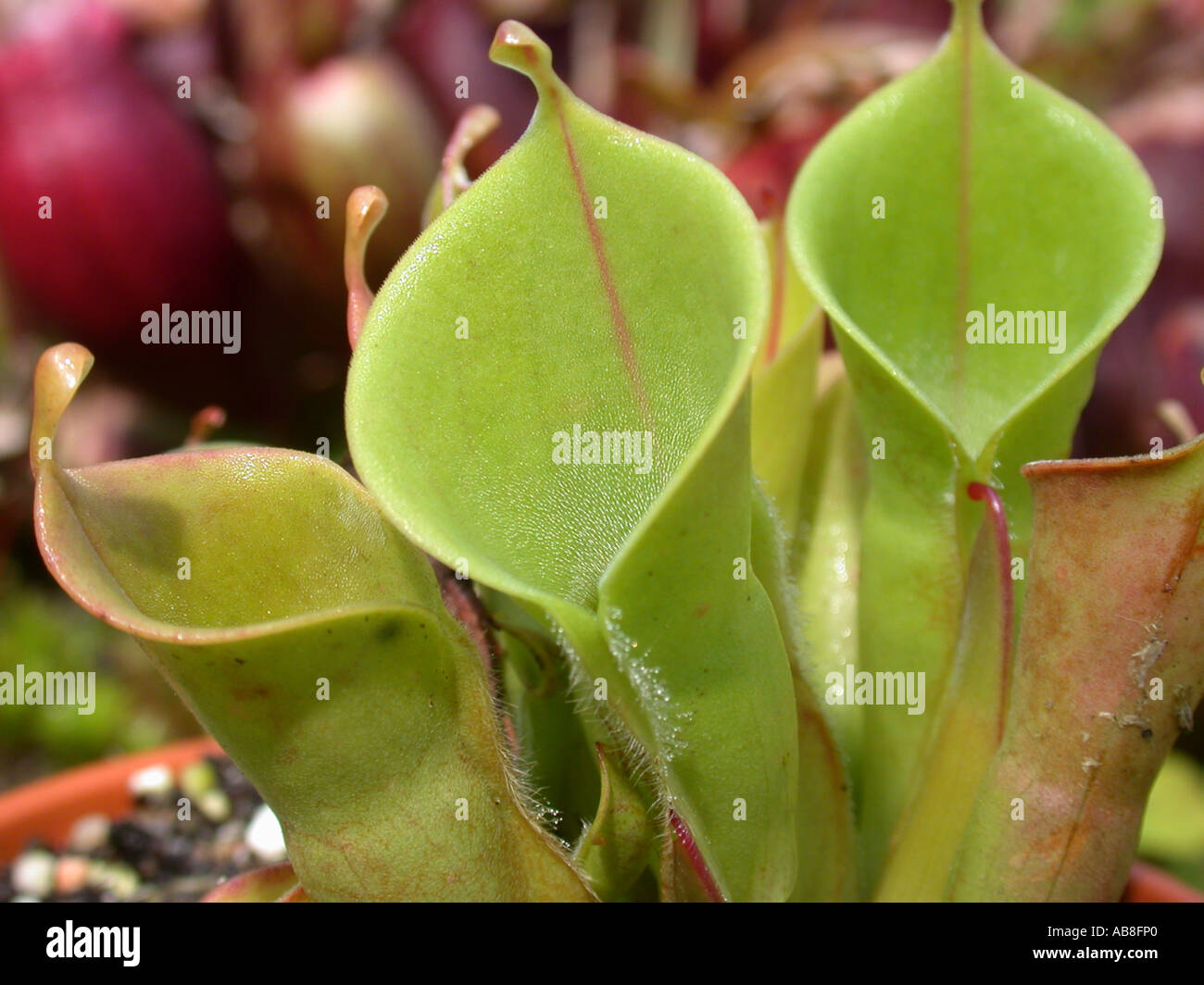 sun pitcher (Heliamphora minor), carnivorous plant, pitcher traps Stock ...