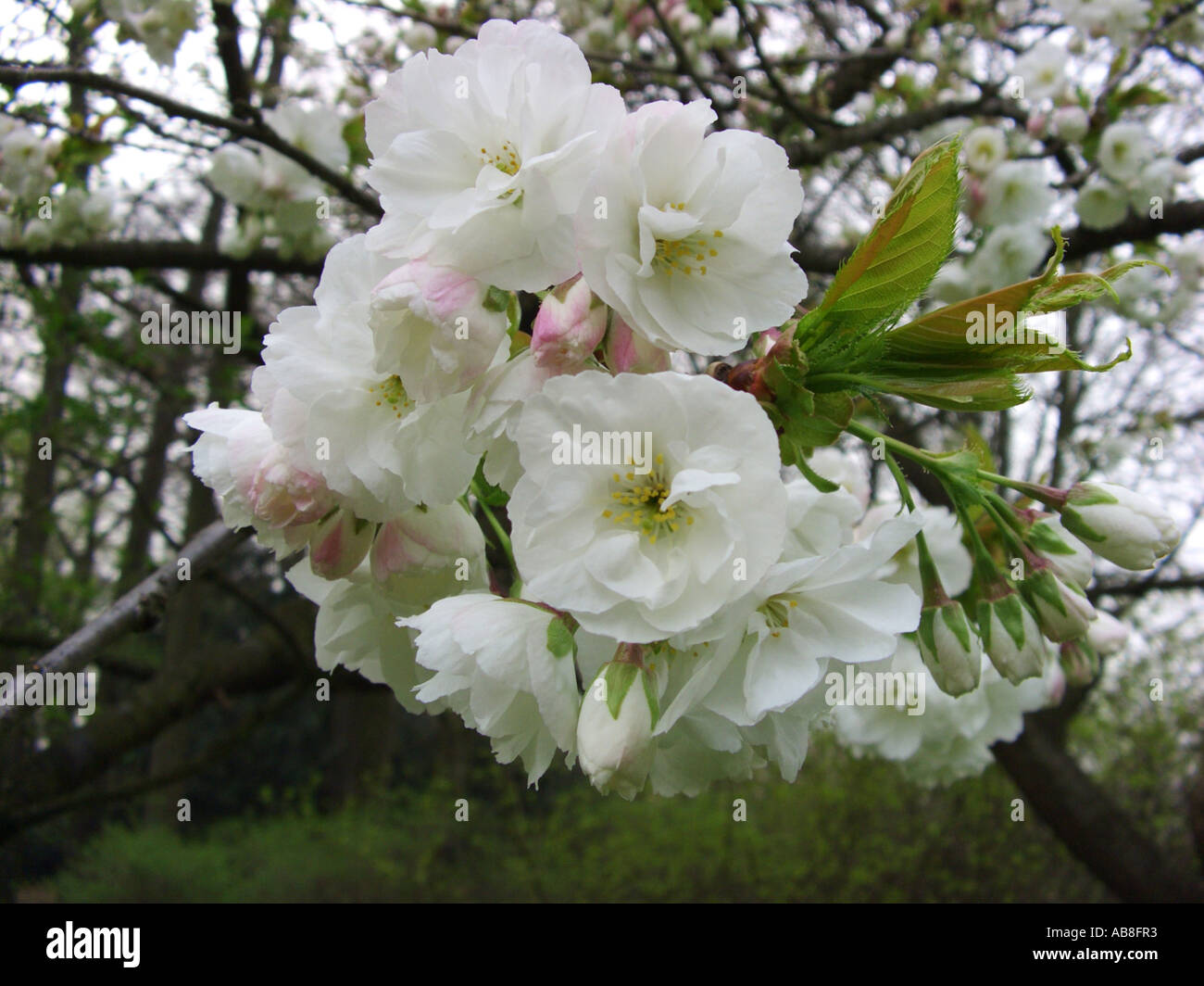 Tokyo Sherry, Yoshino cherry, Potomac cherry (Prunus x yedoensis ...