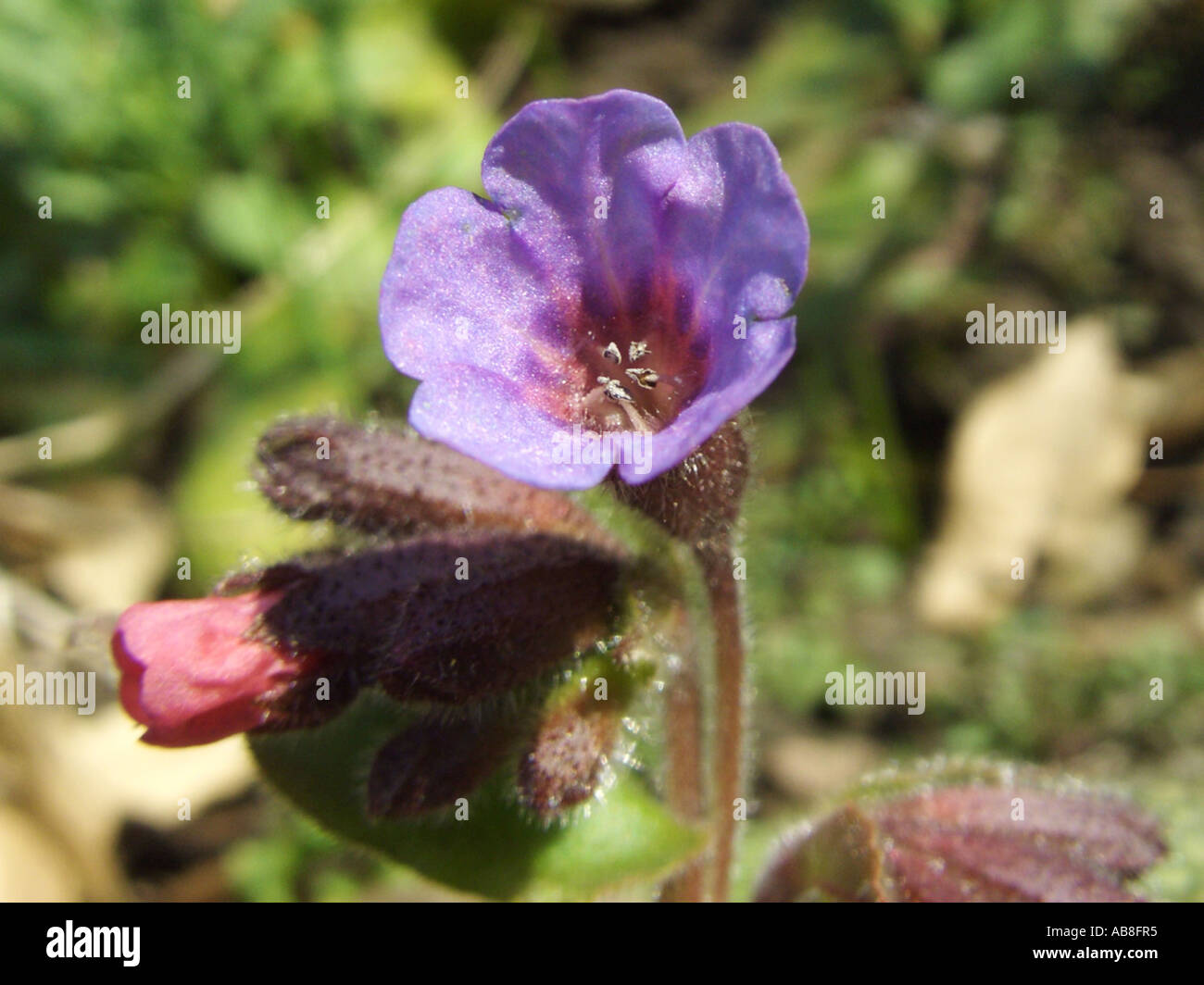 Lungwort pulmonaria bee hi-res stock photography and images - Alamy