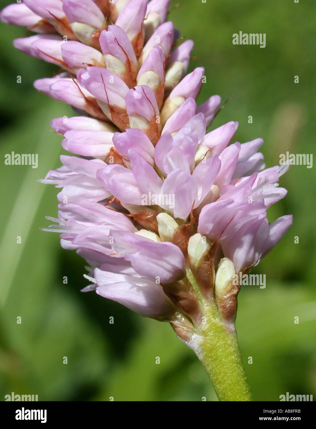 common bistort, meadow bistort (Polygonum bistorta (Bistorta major ...