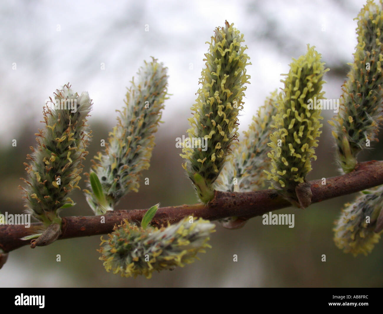 common osier (Salix viminalis), inflorescence Stock Photo - Alamy