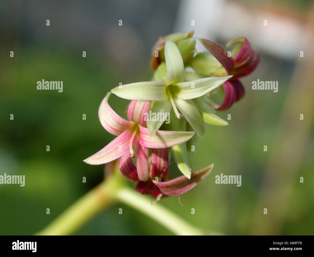 Cashew Nut Flower