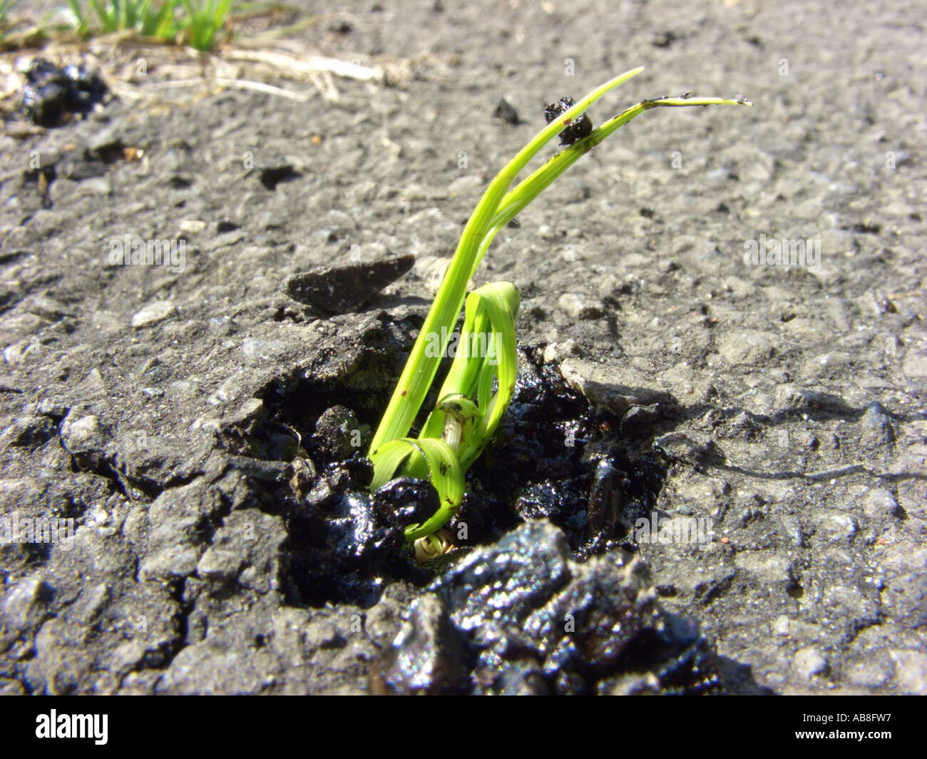 blade of grass breaking through the asphalt Stock Photo - Alamy