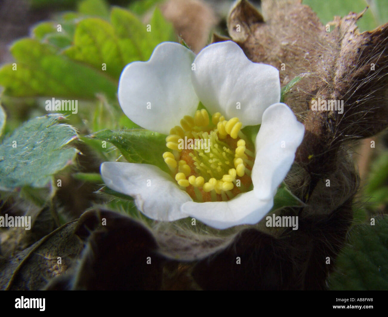 Barren strawberry flowers hi-res stock photography and images - Alamy