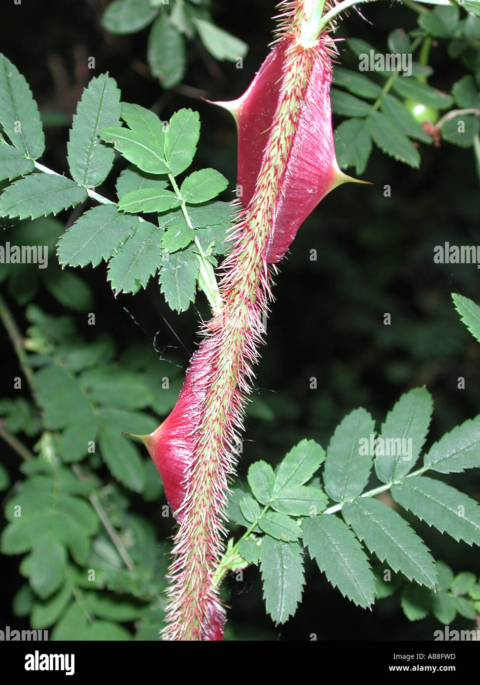 mountain omei rose (Rosa omeiensis), prickles Stock Photo - Alamy