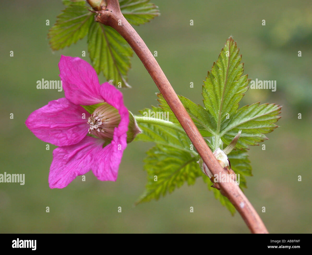 salmon raspberry, salmonberry (Rubus spectabilis), flower Stock Photo ...