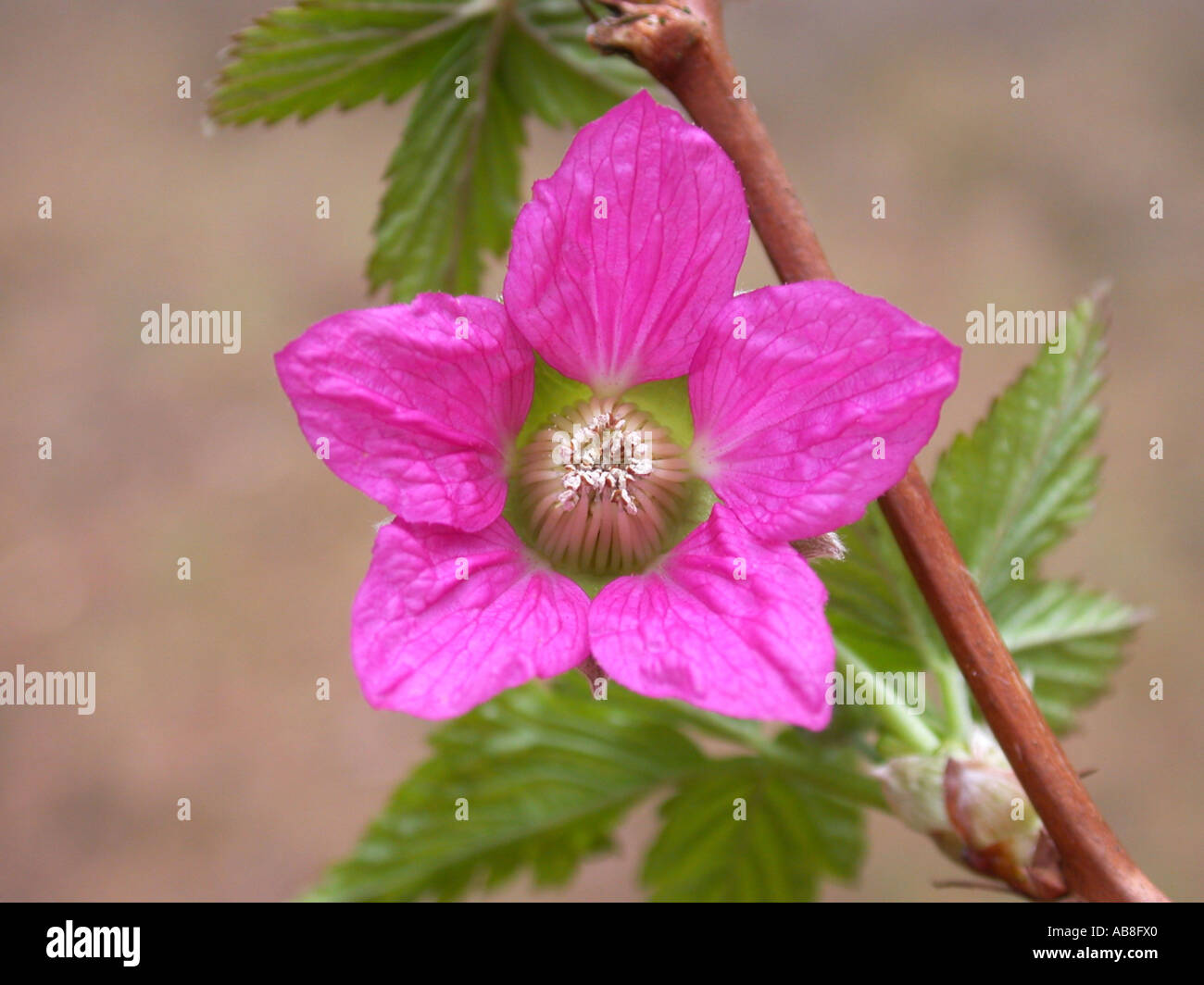 salmon raspberry, salmonberry (Rubus spectabilis), flower Stock Photo ...