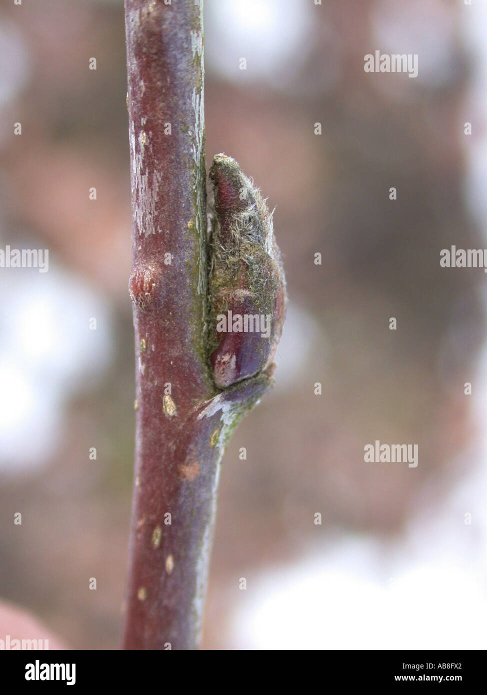 European mountain-ash, rowan tree (Sorbus aucuparia), buds in winter ...
