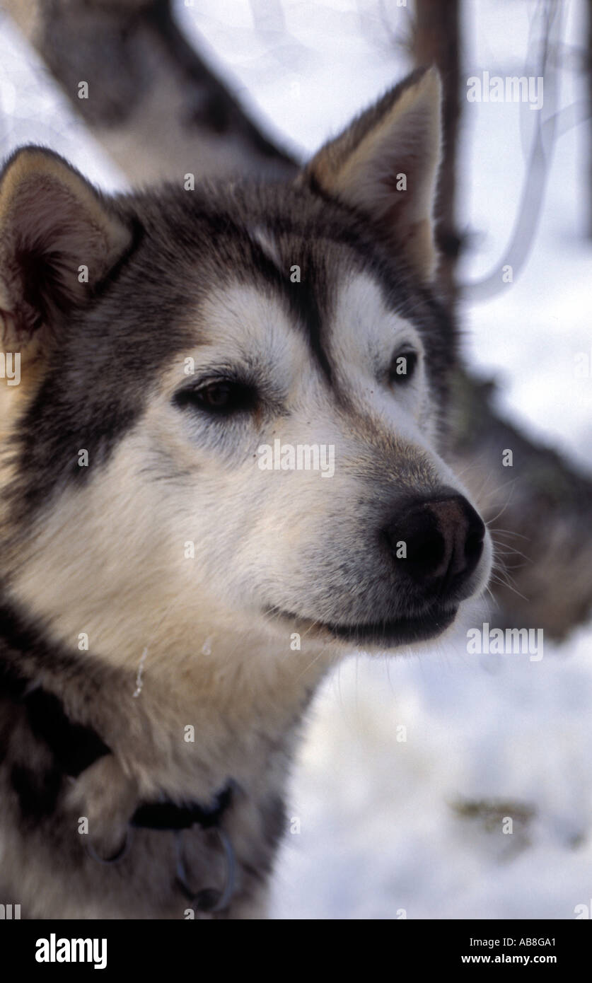 Portait of husky dog on the Kungsleden trail in Lappland Northern ...