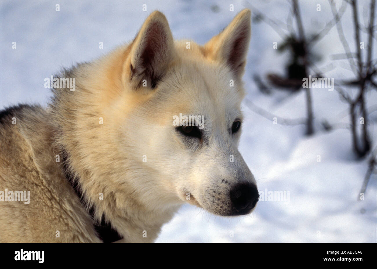 Siberian Portait of husky dog on the Kungsleden trail in Lappland ...