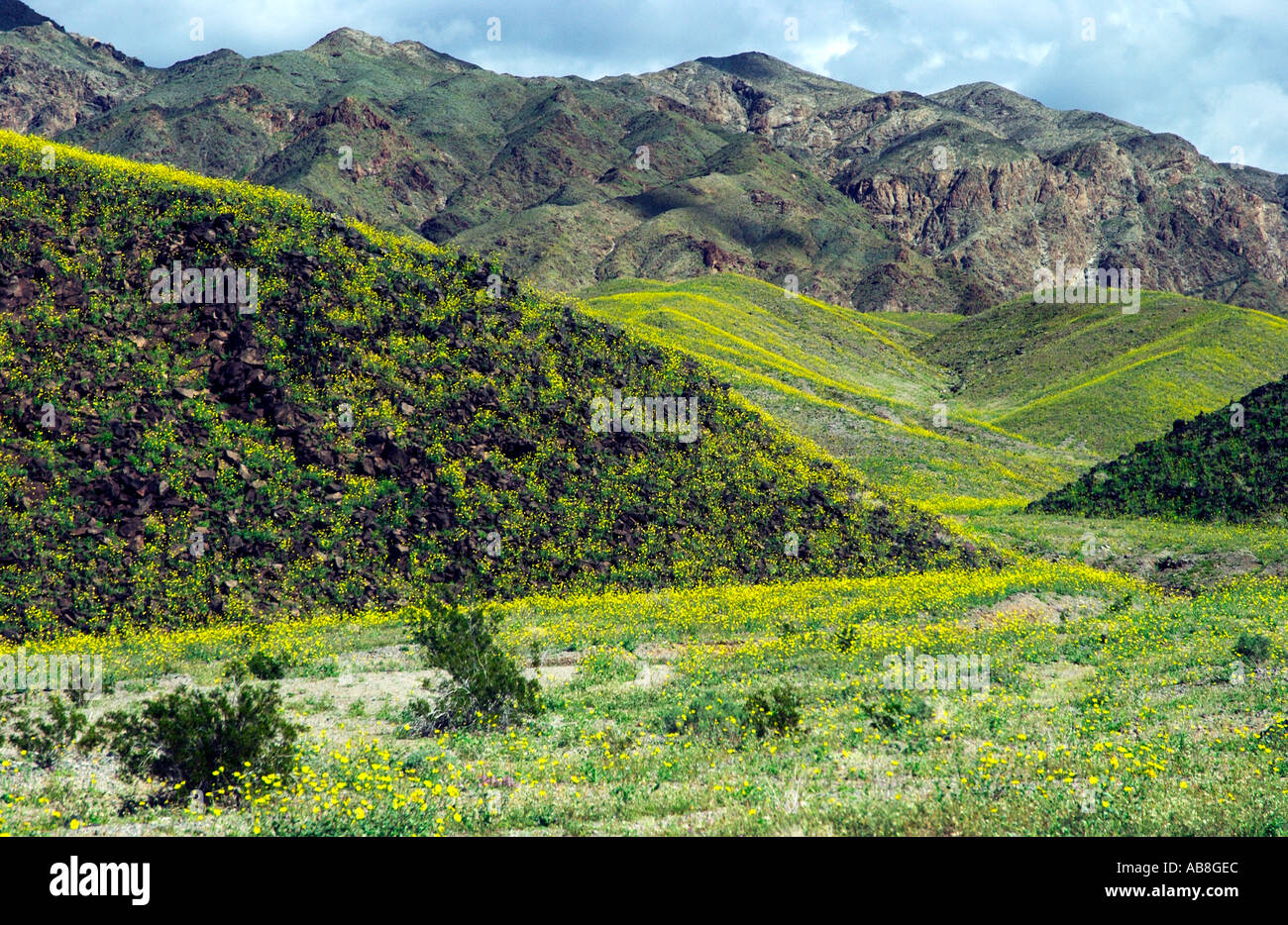 Death valley spring wildflowers hi-res stock photography and images - Alamy
