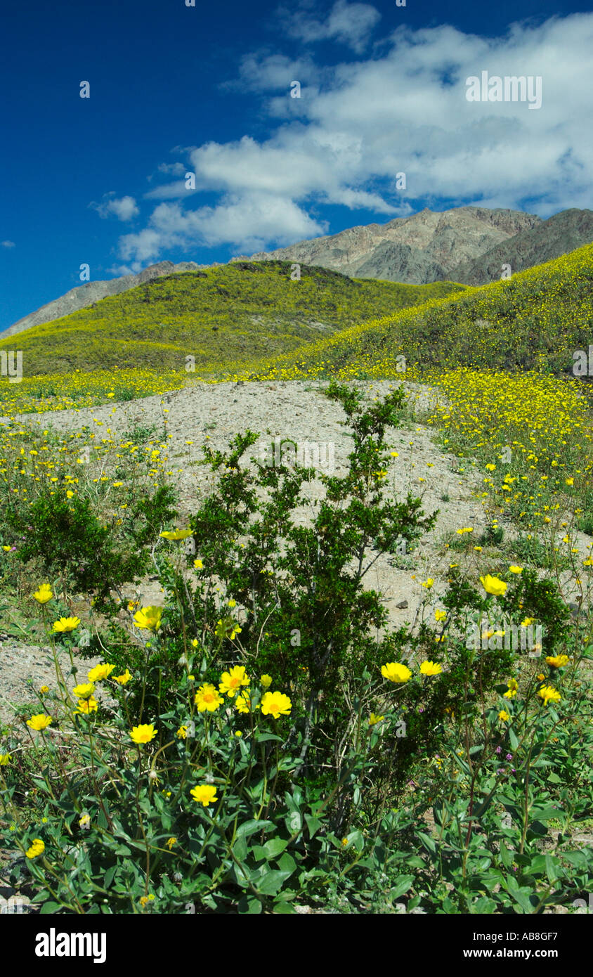 Desert Gold Geraea canescens spring wildflowers bloom in Death Valley ...