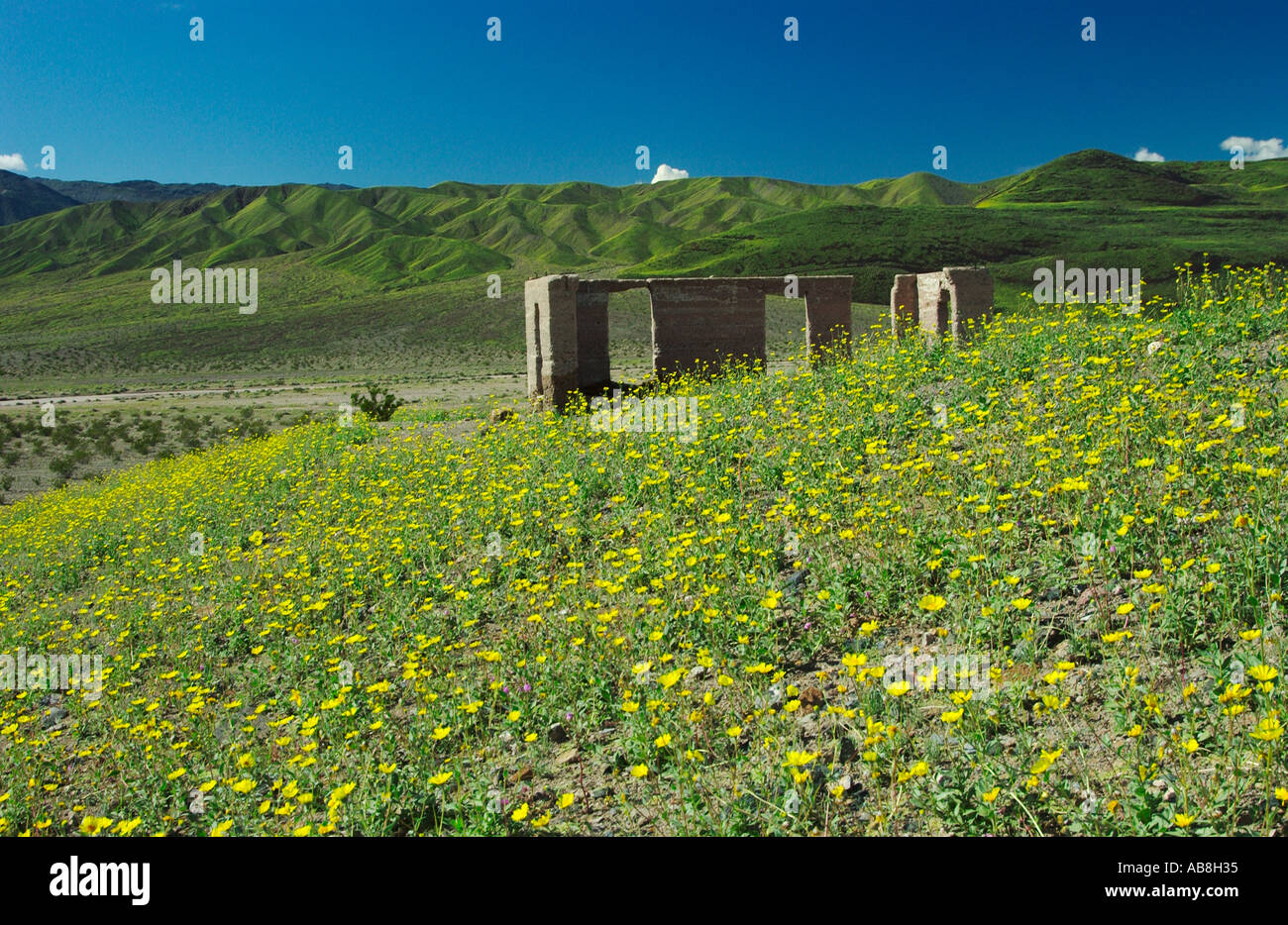 Ashford Mill ruins and desert gold wildflowers in Death Valley National ...