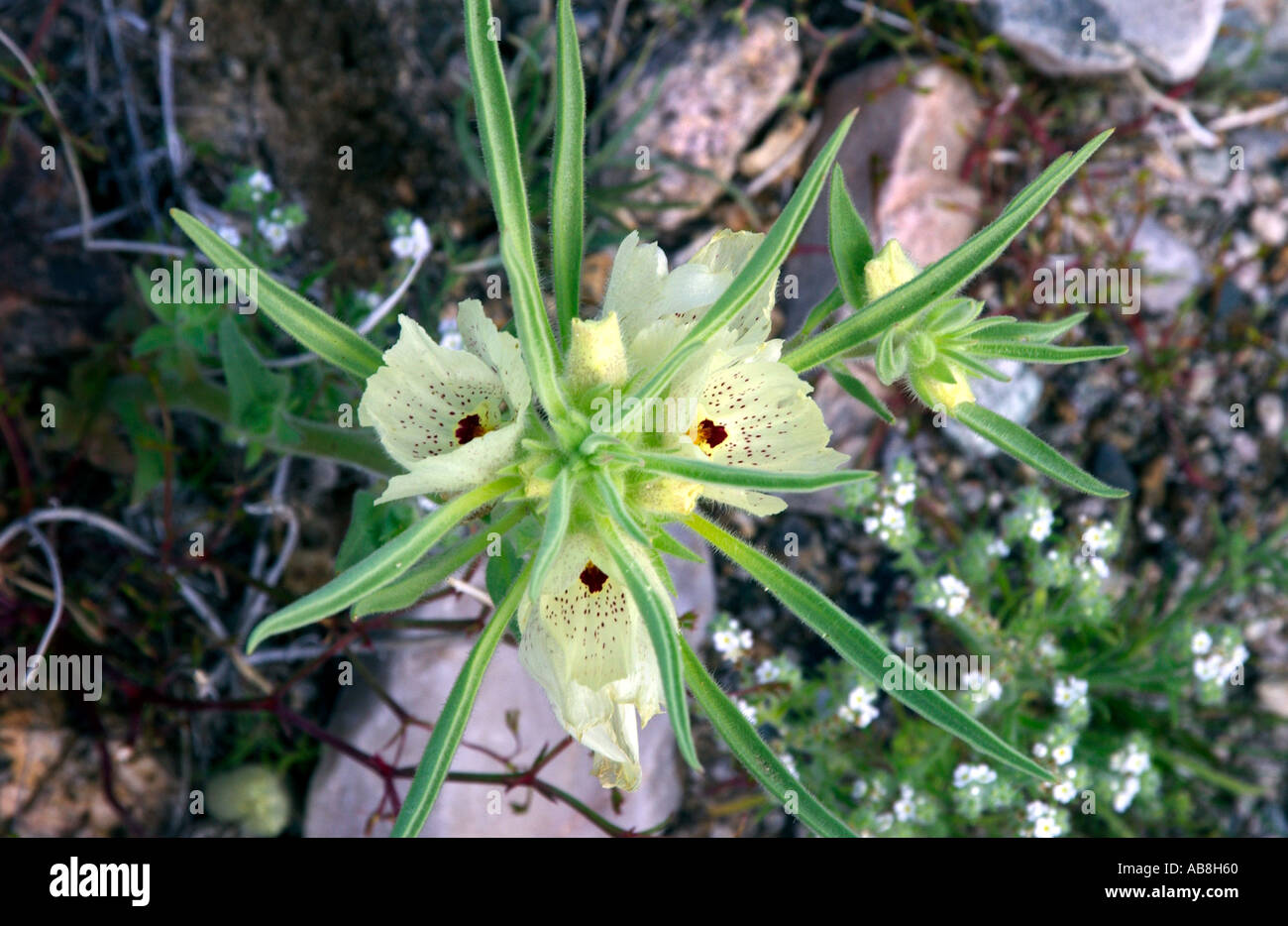 Ghost flower Mohavea confertiflora in the Mojave Desert California USA ...