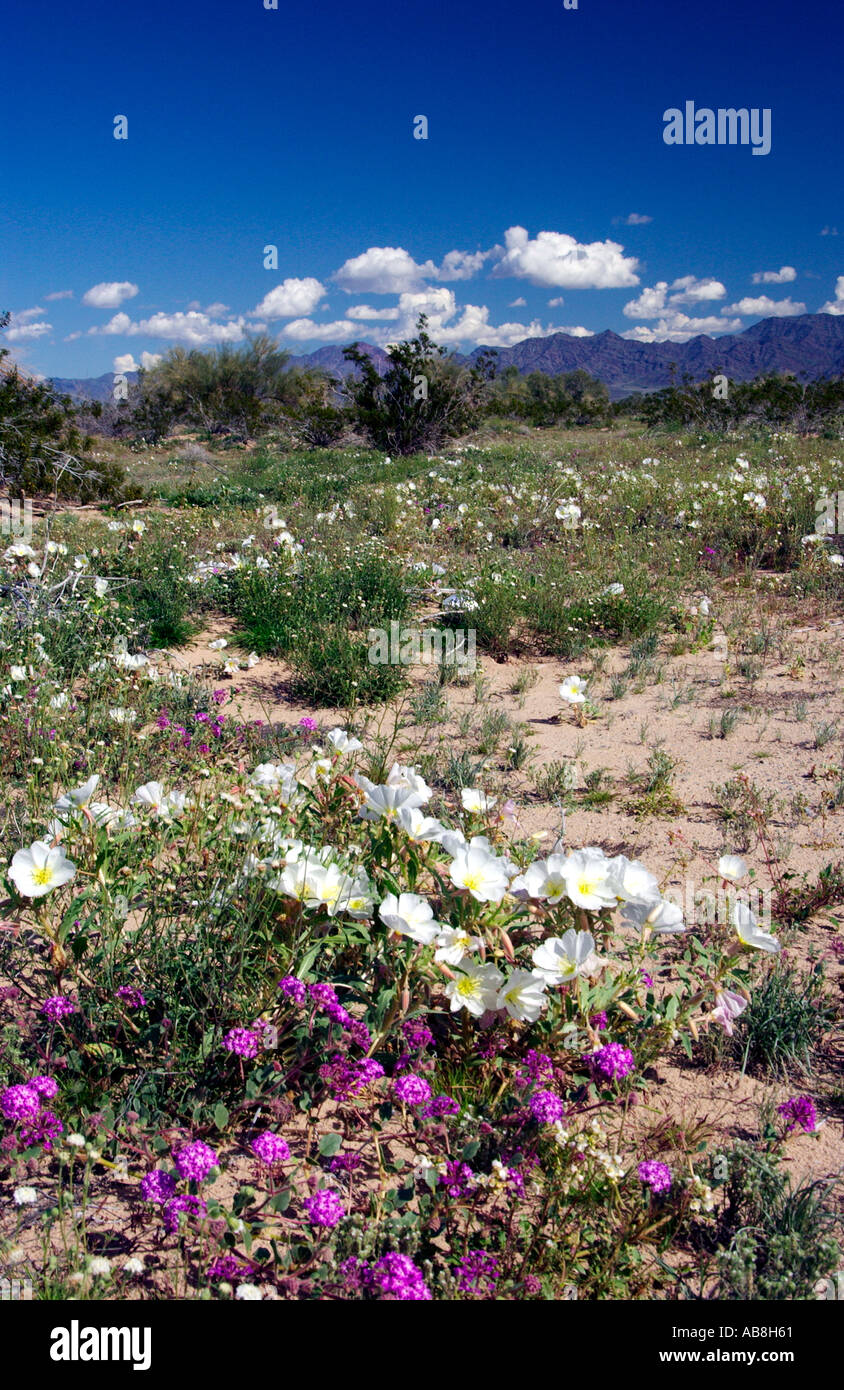 A spring wildflower bloom in the Mojave Desert California USA with the ...