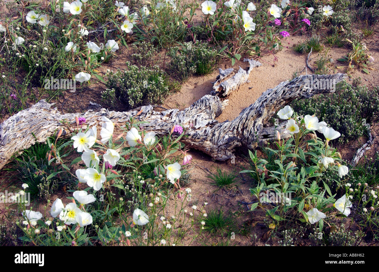 A spring wildflower bloom in the Mojave Desert with the birdcage ...