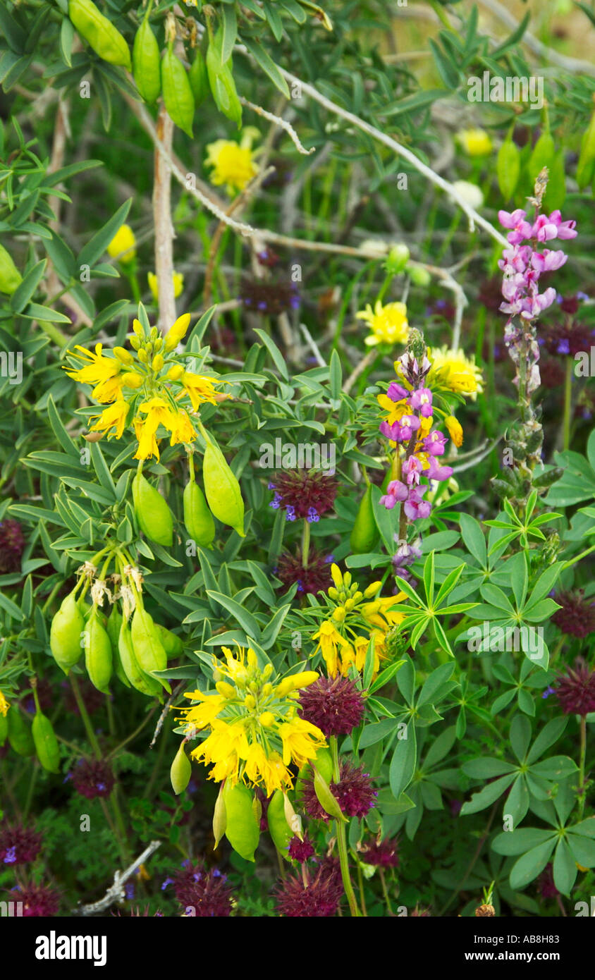 Wildflower of the Mojave Desert California USA Stock Photo - Alamy