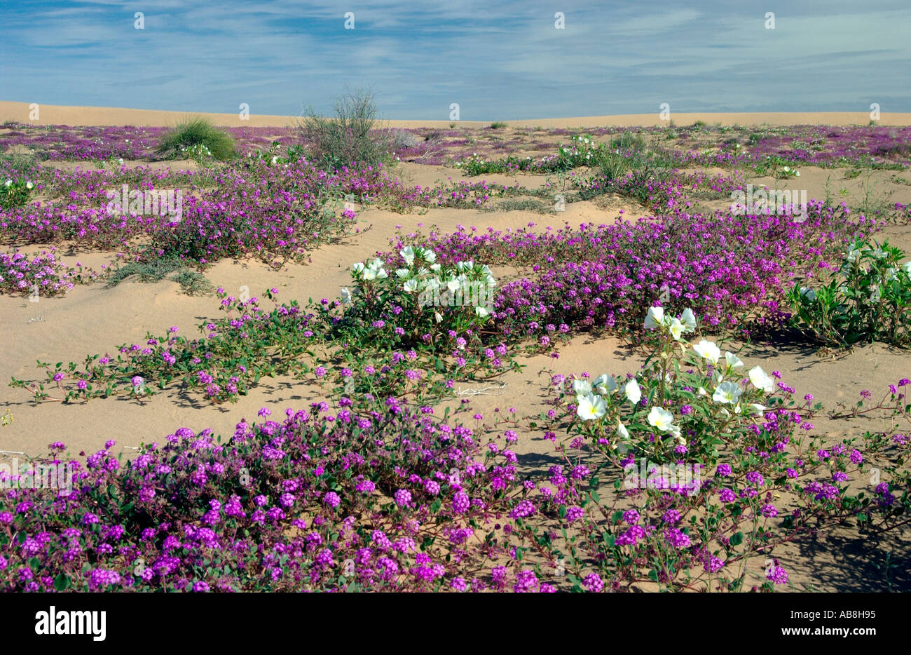 Desert Sand Verbena