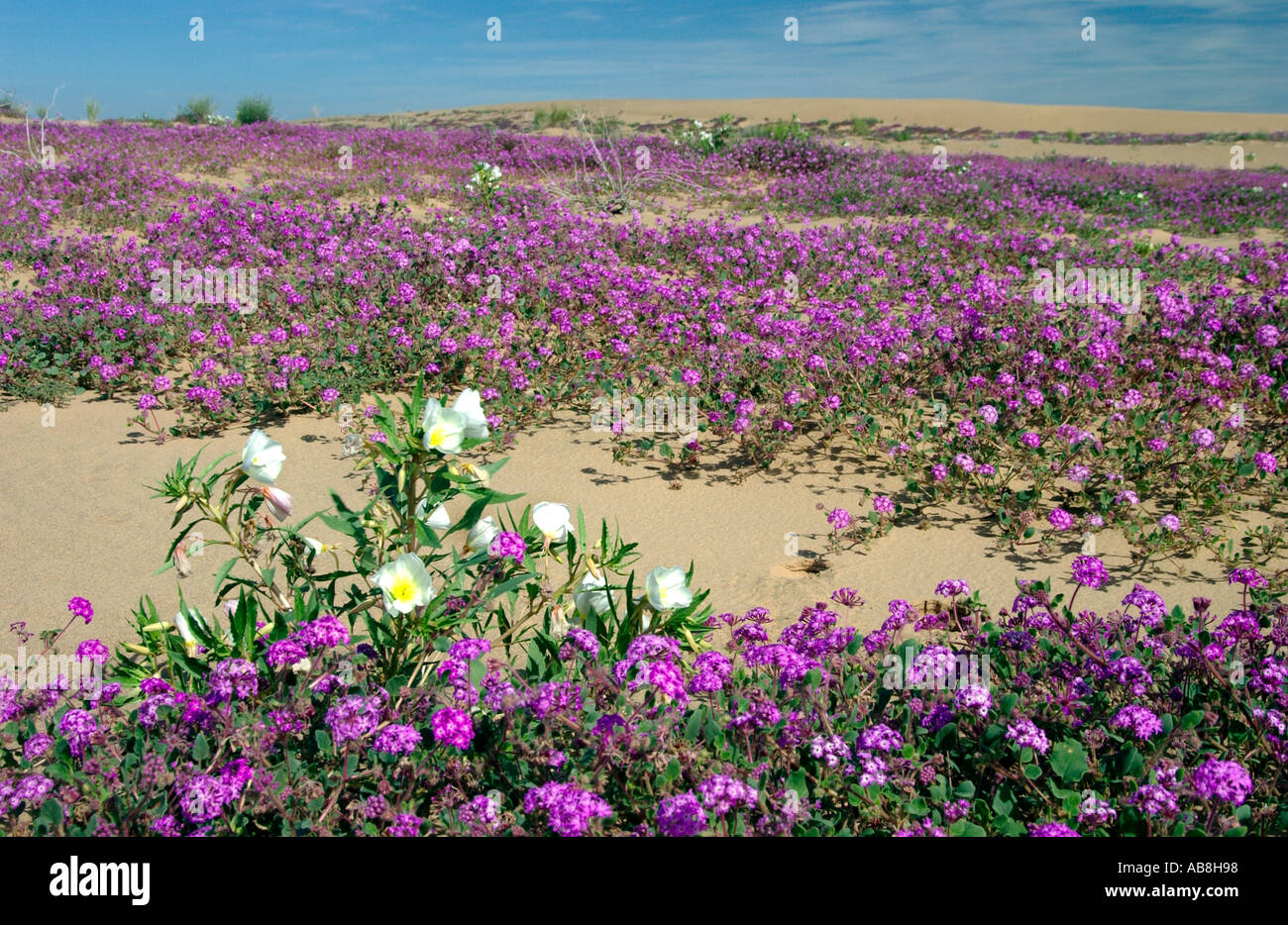 Desert sand verbena and dune primrose in the Imperial Sand Dunes ...